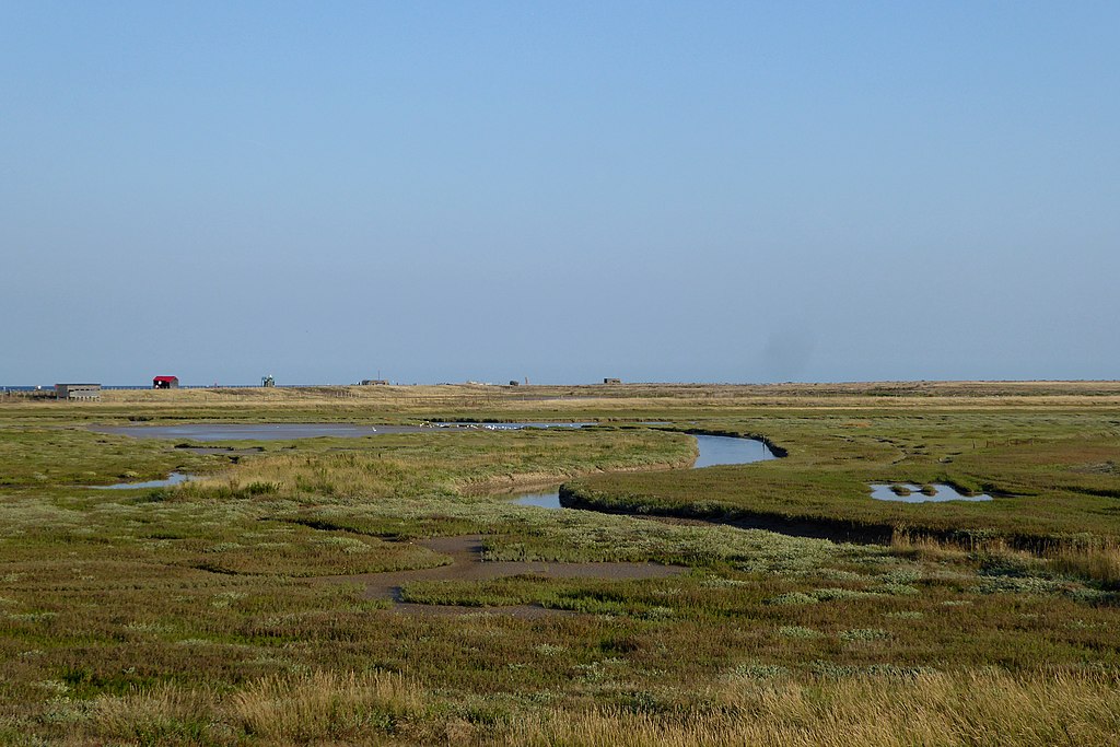 What is the Difference Between Estuary and Salt Marsh - Pediaa.Com