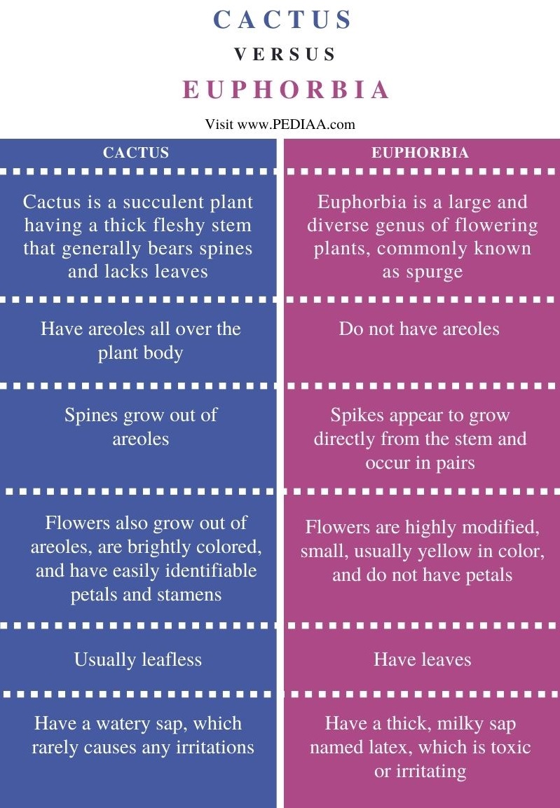 What is the Difference Between Cactus and Euphorbia - Pediaa.Com