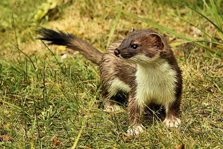 What is the Difference Between Stoat and Weasel - Pediaa.Com