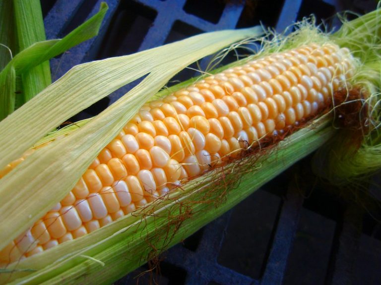 What is the Difference Between Sweet Corn and Corn - Pediaa.Com