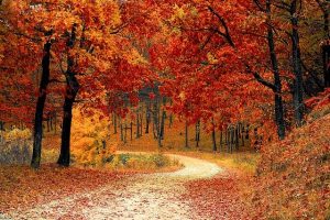 What is the Difference Between Spring and Autumn Season - Pediaa.Com