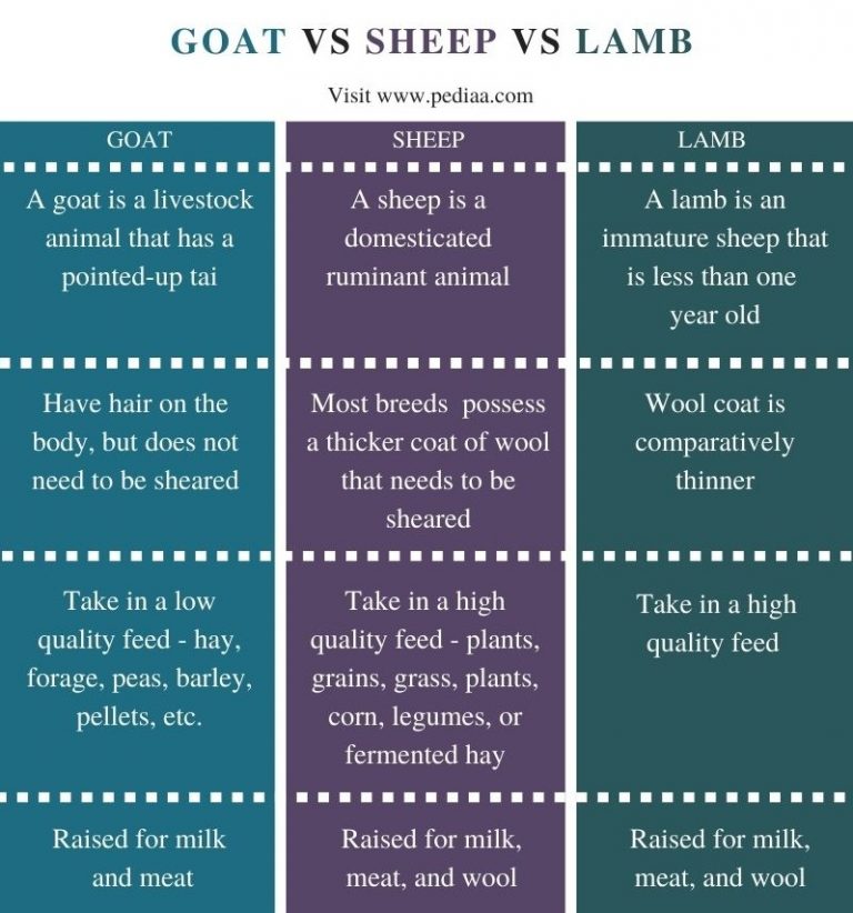 What Is The Difference Between Goat Sheep And Lamb Pediaa Com What Is The Difference Between Goat Sheep And Lamb Pediaa Com