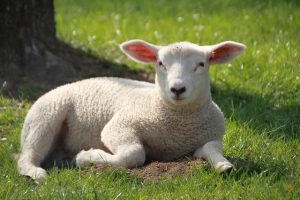 What is the Difference Between Goat Sheep and Lamb - Pediaa.Com