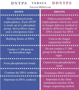 What is the Difference Between dNTPs and ddNTPs - Pediaa.Com