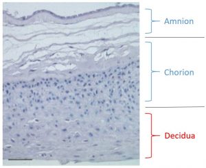What is the Difference Between Amnion and Allantois - Pediaa.Com