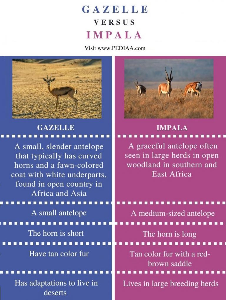What is the Difference Between Gazelle and Impala - Pediaa.Com