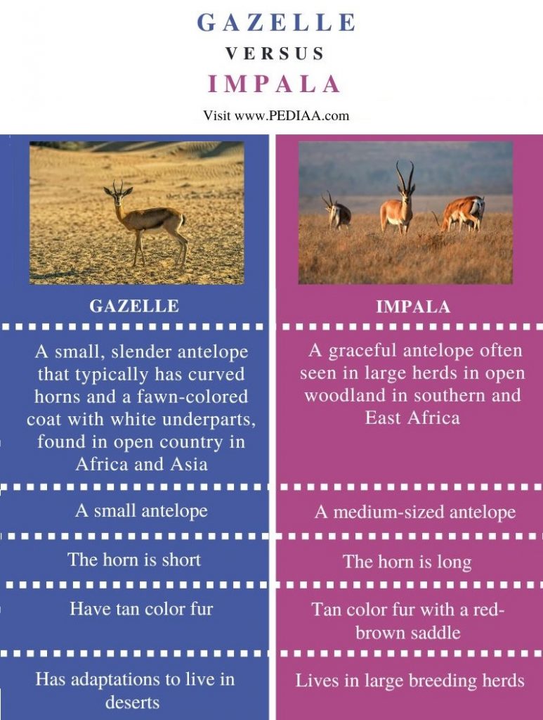 What is the Difference Between Gazelle and Impala – Pediaa.Com
