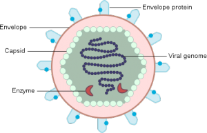 What is the Difference Between Antiretroviral and Antiviral - Pediaa.Com