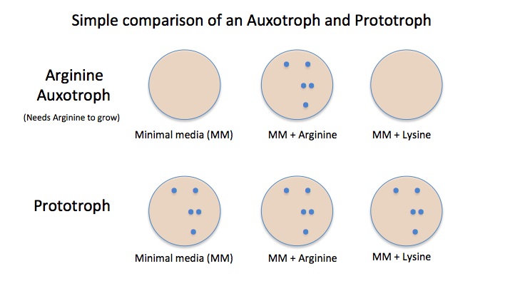 What is the Difference Between Auxotroph and Prototroph - Pediaa.Com