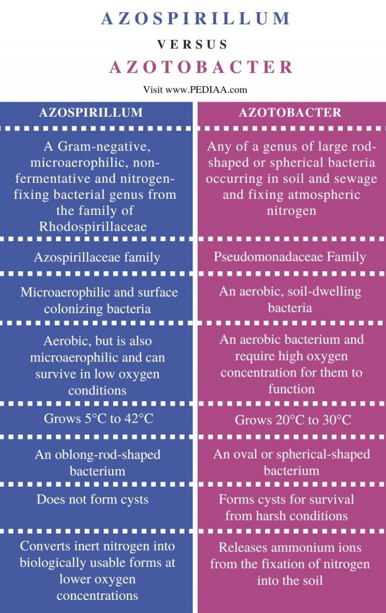What is the Difference Between Azospirillum and Azotobacter - Pediaa.Com