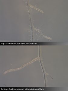 What is the Difference Between Azospirillum and Azotobacter - Pediaa.Com