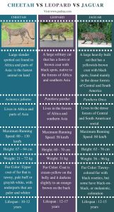 What is the Difference Between Cheetah and Leopard and Jaguar - Pediaa.Com