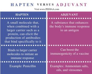 What is the Difference Between Hapten and Adjuvant - Pediaa.Com