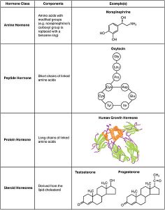 What is the Difference Between Hormone and Vitamin - Pediaa.Com
