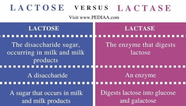 What is the Difference Between Lactose and Lactase - Pediaa.Com