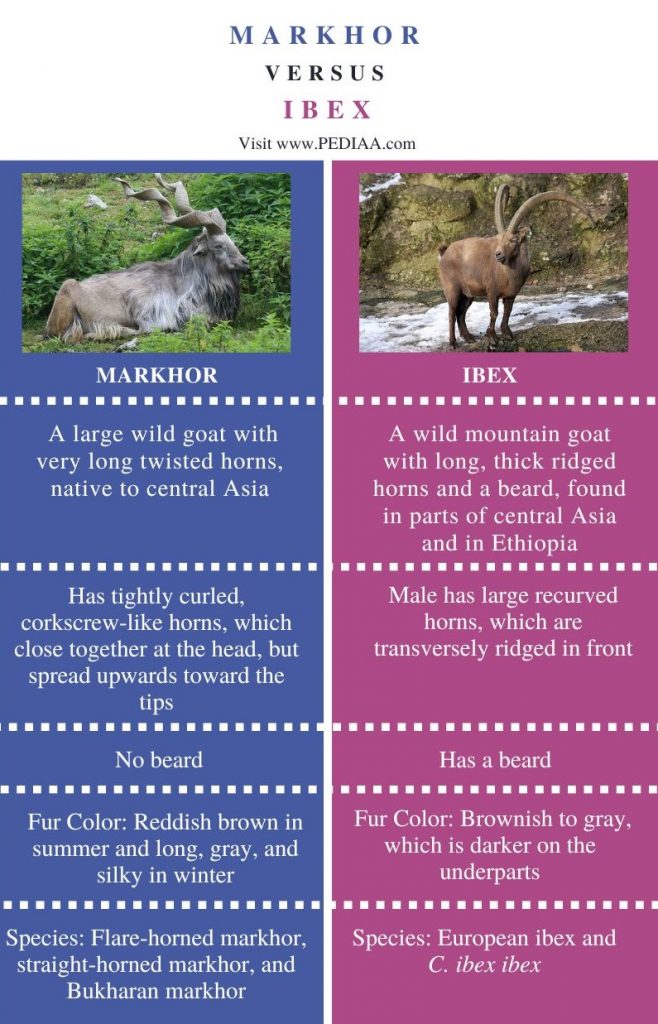 What is the Difference Between Markhor and Ibex - Pediaa.Com
