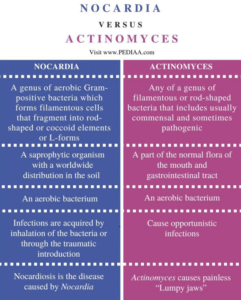 What is the Difference Between Nocardia and Actinomyces – Pediaa.Com