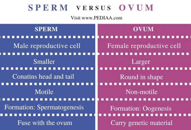 What is the Difference Between Sperm and Ovum - Pediaa.Com