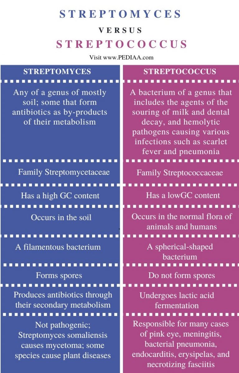 What is the Difference Between Streptomyces and Streptococcus - Pediaa.Com