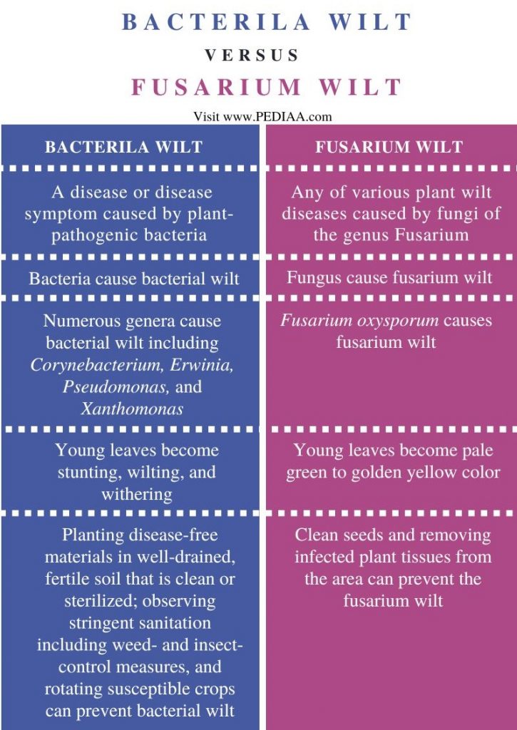 What is the Difference Between Bacterial Wilt and Fusarium Wilt ...