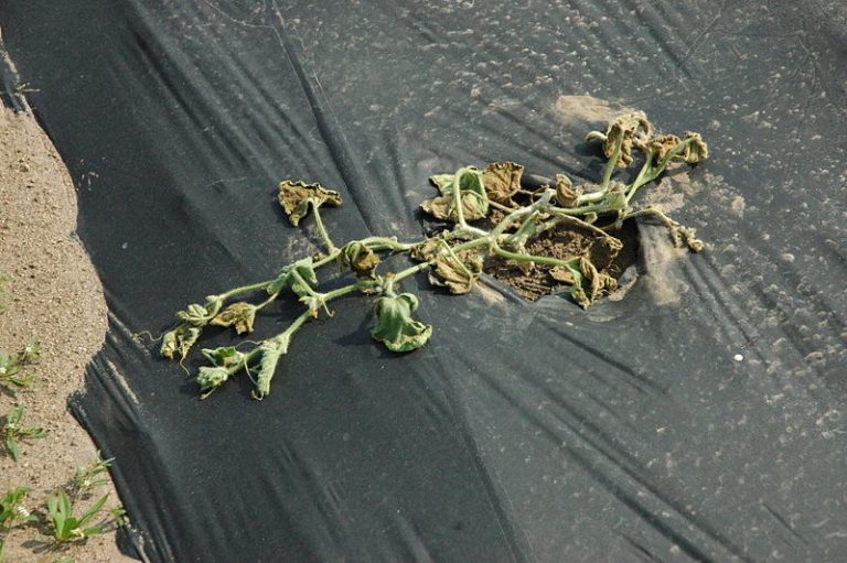 What is the Difference Between Bacterial Wilt and Fusarium Wilt ...