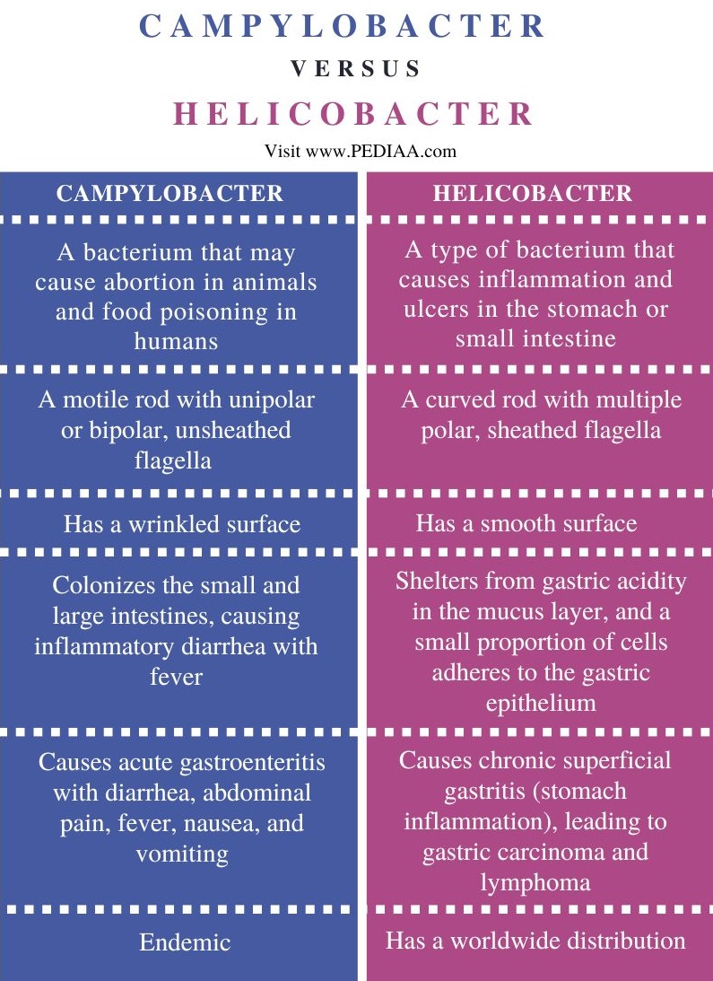 What is the Difference Between Campylobacter and Helicobacter - Pediaa.Com