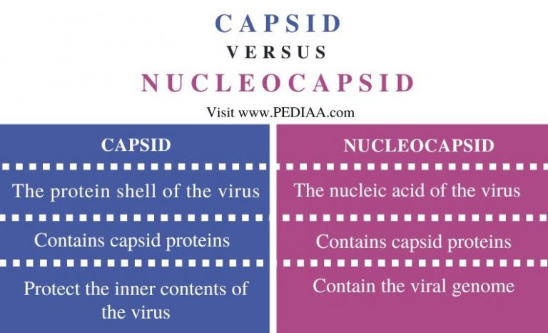 What is the Difference Between Capsid and Nucleocapsid - Pediaa.Com