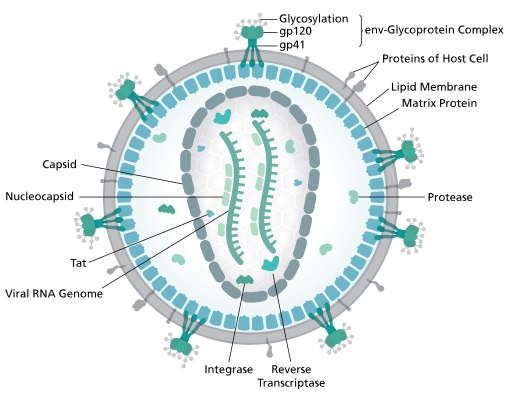 What is the Difference Between Capsid and Nucleocapsid - Pediaa.Com
