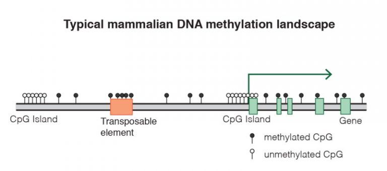 What is the Difference Between DNA Methylation and Histone Methylation ...