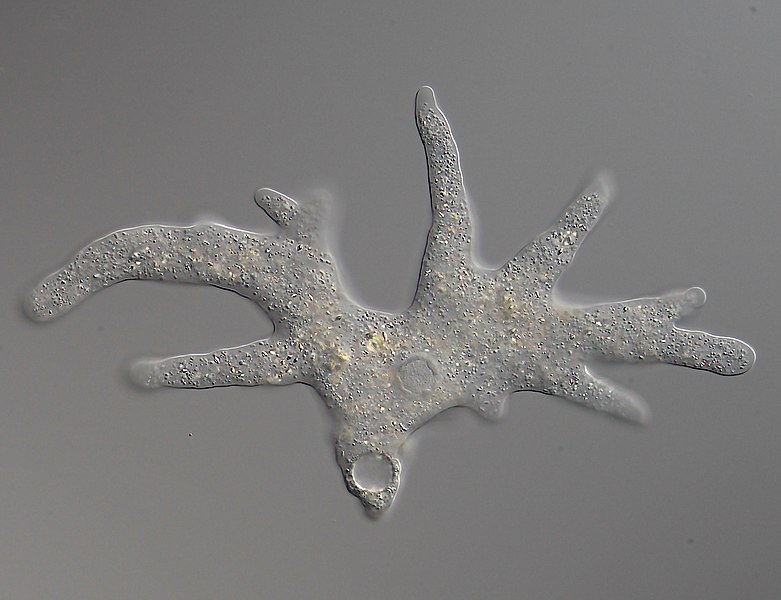 What is the Difference Between Flagella and Sarcodina - Pediaa.Com