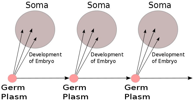 What is the Difference Between Germplasm and Somatoplasm - Pediaa.Com