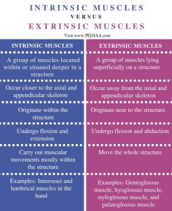 What is the Difference Between Intrinsic and Extrinsic Muscles - Pediaa.Com