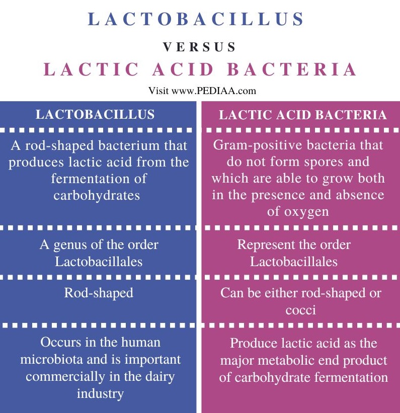 What Is The Difference Between Lactobacillus And Lactic Acid Bacteria Pediaacom