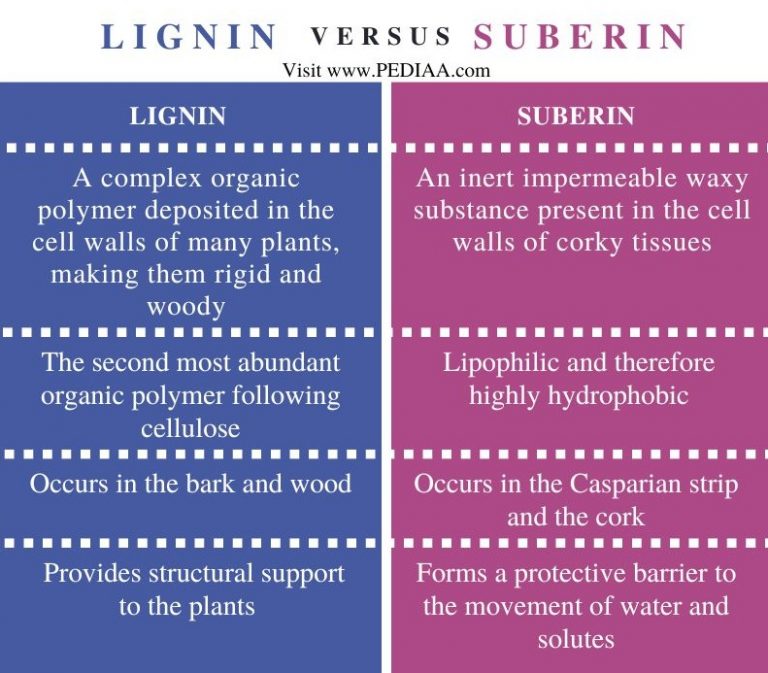 What is the Difference Between Lignin and Suberin - Pediaa.Com