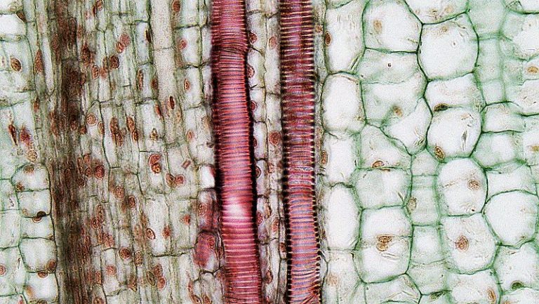 What is the Difference Between Lignin and Suberin - Pediaa.Com