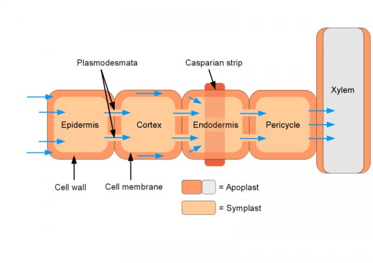 What is the Difference Between Lignin and Suberin - Pediaa.Com