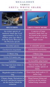 What is the Difference Between Megalodon and Great White Shark - Pediaa.Com