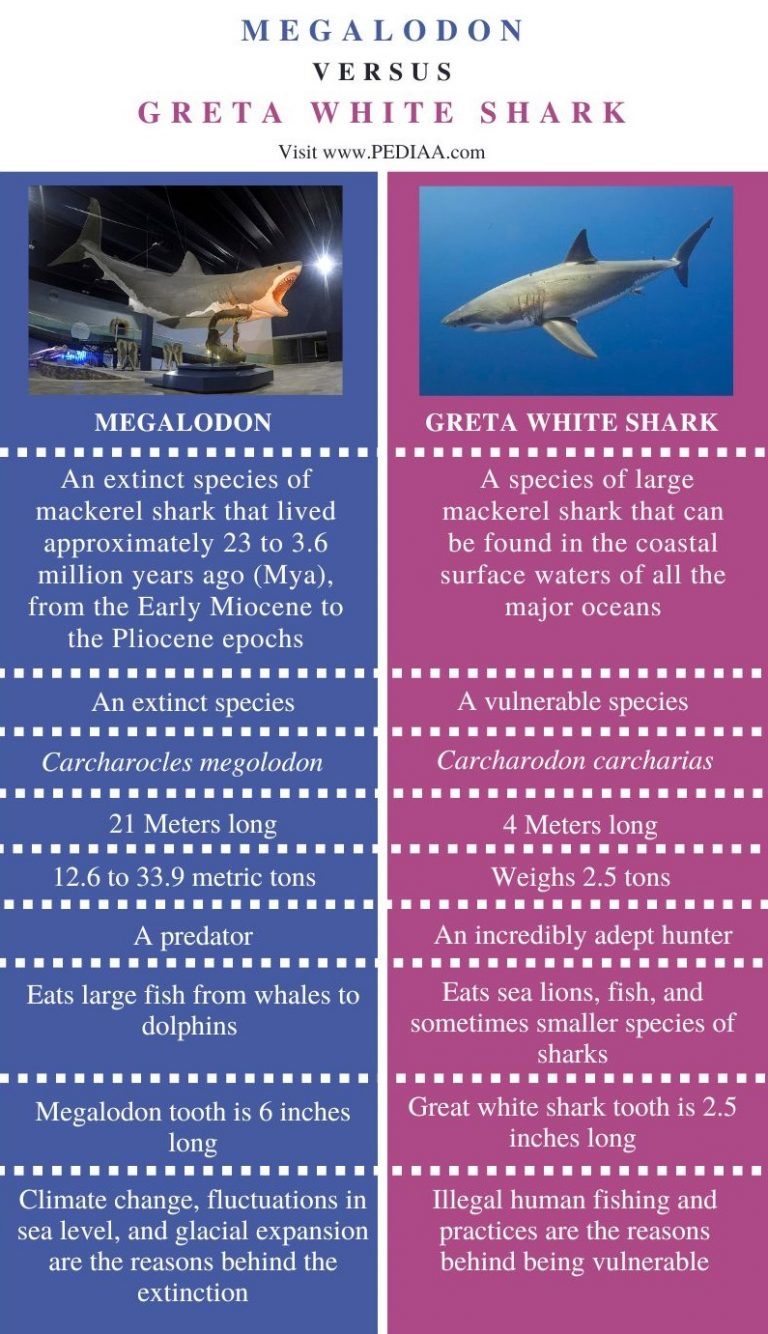 What is the Difference Between Megalodon and Great White Shark - Pediaa.Com