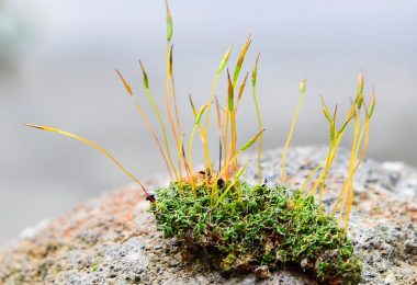 What is the Difference Between Endarch and Exarch - Pediaa.Com