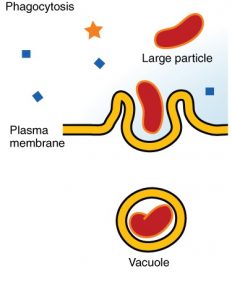 What is the Difference Between Phagocytosis and Receptor-Mediated ...