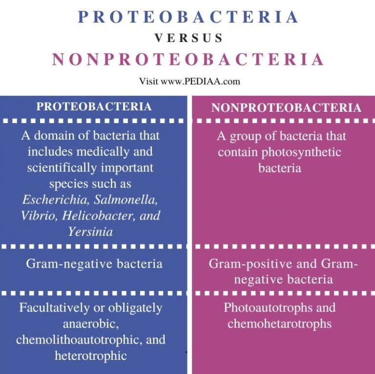 What is the Difference Between Proteobacteria and Nonproteobacteria ...