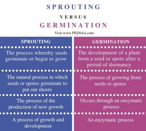 What is the Difference Between Sprouting and Germination - Pediaa.Com