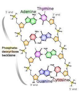 What is the Difference Between Sugar in DNA and RNA - Pediaa.Com