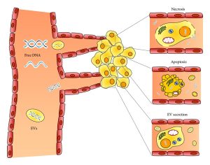 What is the Difference Between ctDNA and cfDNA - Pediaa.Com