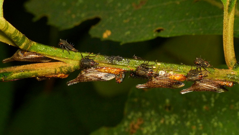 What is the Difference Between Systemic and Contact Insecticide ...