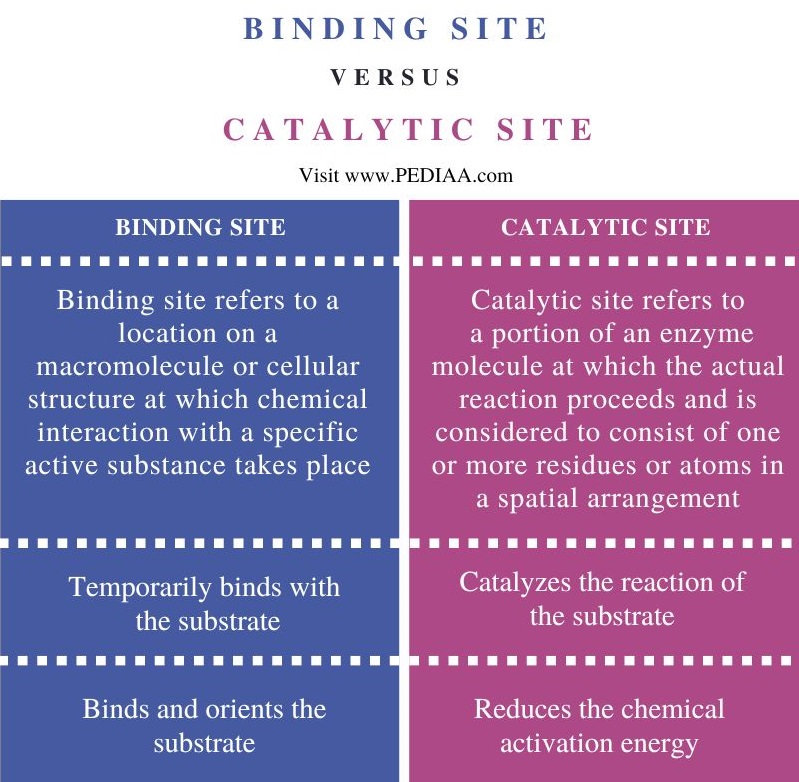 What is the Difference Between Binding Site and Catalytic Site - Pediaa.Com