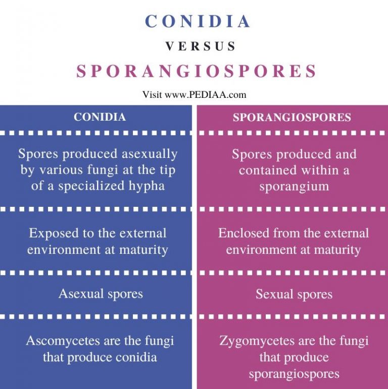 What is the Difference Between Conidia and Sporangiospores - Pediaa.Com