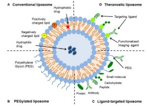 What is the Difference Between Amphotericin B and Liposomal ...
