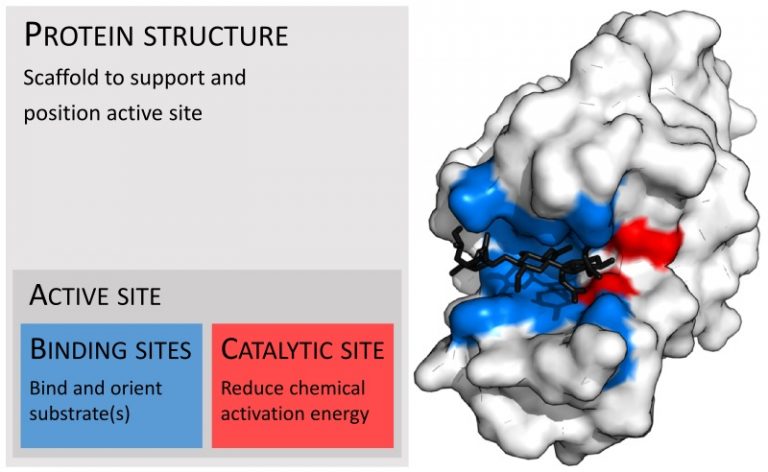 What is the Difference Between Binding Site and Catalytic Site - Pediaa.Com