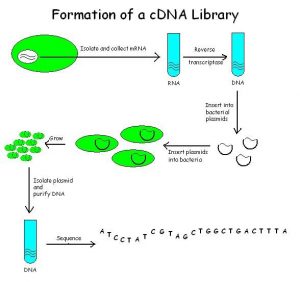 What is the Difference Between Expressed Sequence Tags and Sequence Annotation - Pediaa.Com